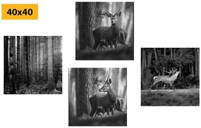 Set obrazů lesní zvířata v černobílém provedení Varianta: 4x 60x60