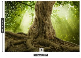 Fototapeta Velké kořeny stromů 104x70
