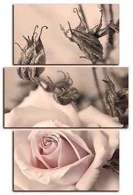 Obraz na plátně - Růže a uschlé rostliny - obdélník 7225FC (105x70 cm)