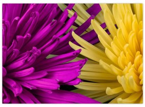 Skleněný obraz - detail květů (70x50 cm)