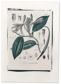 Botanická fotografie na zeď - Vanilka - 21 x 30 cm (A4) / bez rámu (s háčkem na zavěšení)