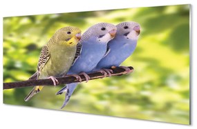 akrylový obraz Barevné papoušek na větvi 125x50 cm
