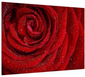 Obraz - detail růže (70x50 cm)