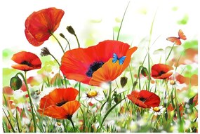 Fototapeta - Country poppies