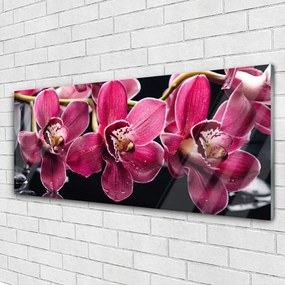 Plexisklo-obraz Květiny Orchideje  Výhonky Příroda 125x50 cm