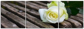 Obraz na plátně - Bílá růže na lavici - panoráma 5224C (120x40 cm)