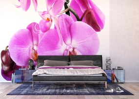 Fototapeta na zed' Jemné Orchideje | 360 x 254 cm | DFTS0049