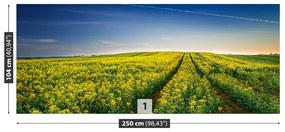 Fototapeta Řepková pole 104x70