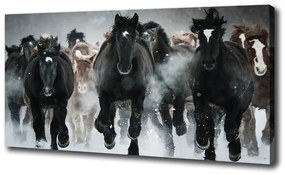 Wallmuralia Moderní fotoobraz canvas na rámu Koně ve cvalu 100x50