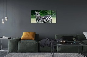 Obraz na skle Zebra box 120x60 cm