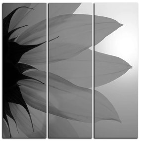 Obraz na plátně - Slunečnice květ - čtverec 3201QB (75x75 cm)