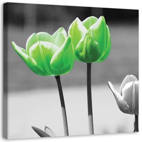Obraz na plátně Tulipány Květiny Zelená - 60x60 cm