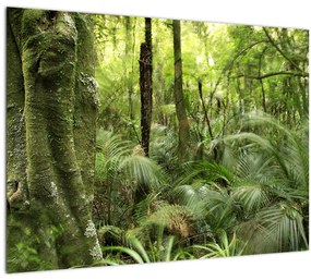 Skleněný obraz Tropický deštný prales (70x50 cm)