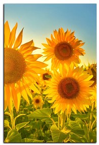 Obraz na plátně - Slunečnice v létě  - obdélník 7145A (60x40 cm)