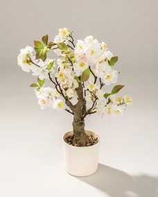 Sakura – třešeň v květináči 50 cm