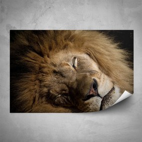 Plakát - Spící lev (60x40 cm) - PopyDesign