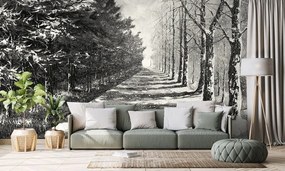 Samolepící tapeta podzimní černobílá alej stromů - 300x200 cm