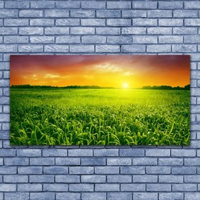 akrylový obraz Obilí Pole Východ Slunce 120x60 cm