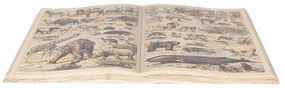 Dekorační obraz otevřená kniha se zvířaty - 65*40 cm