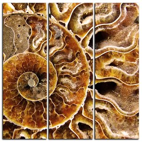 Obraz na plátně - Textura fosílie - čtverec 3174B (105x105 cm)