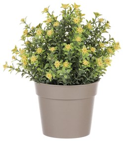 Tráva kvetoucí v plastovém bílém obalu, barva žlutá SG7333 YEL