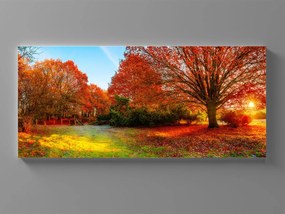 Liox Obraz strom v paprscích slunce Rozměr: 100 x 45 cm