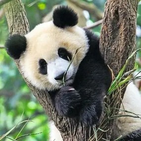 Ravensburger Panda, tygr a lev - 3 x 49 dílků / od: 5 let