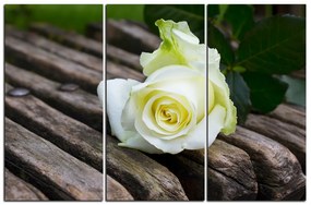 Obraz na plátně - Bílá růže na lavici 1224B (135x90 cm)