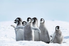 Vliesová fototapeta MS-5-0521 Mláďata tučňáků - 375 x 250 cm