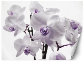 Gario Fototapeta Kvetoucí orchidej Materiál: Vliesová, Rozměry: 200 x 140 cm