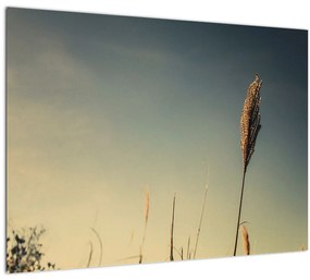 Obraz s trávou (70x50 cm)