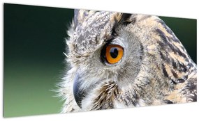 Vyhlížející sova - obraz (100x40cm)