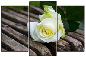 Obraz na plátně - Bílá růže na lavici 1224C (150x100 cm)