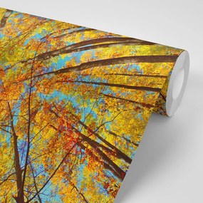 Samolepící fototapeta podzimní koruny stromů