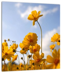 Obraz pole s jasně žlutými květy (30x30 cm)