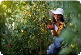 Zahradní tunelový skleník 3 x 2 m (6 m2) Plonos