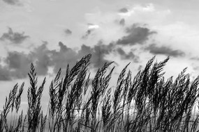 Fototapeta tráva v černobílém provedení