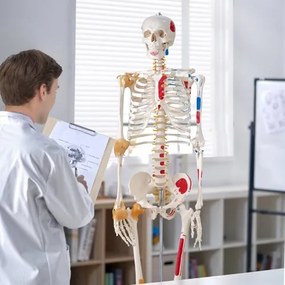 Model lidské kostry pro anatomii, 182 cm životní velikost