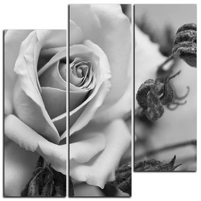 Obraz na plátně - Růže a uschlé rostliny - čtverec 3225QC (75x75 cm)