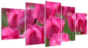 Obraz tulipánů