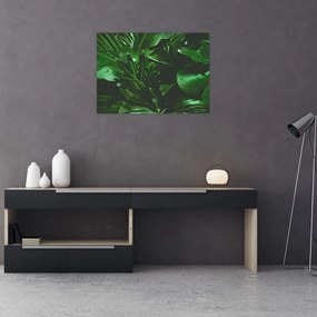 Skleněný obraz - Palmové listy (70x50 cm)