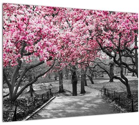 Obraz stromů Magnolíie (70x50 cm)