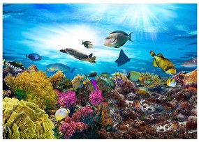 Fototapeta - Coral reef