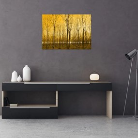 Skleněný obraz - Plantáž stromů (70x50 cm)