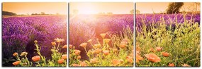 Obraz na plátně - Levandulové pole zalité sluncem - panoráma 565B (90x30 cm)