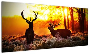 Fotka jelenů - obraz (100x40cm)