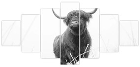 Obraz - Skotská kráva 4, černobílá (210x100 cm)