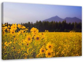 Obraz na plátně Louka se žlutými květy Hora - 60x40 cm