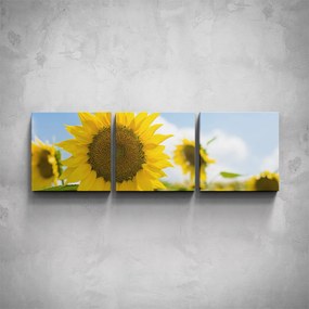 3-dílný obraz - Květ slunečnice - PopyDesign