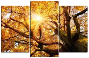 Obraz na plátně - Slunce přes větve stromu 1240C (105x70 cm)